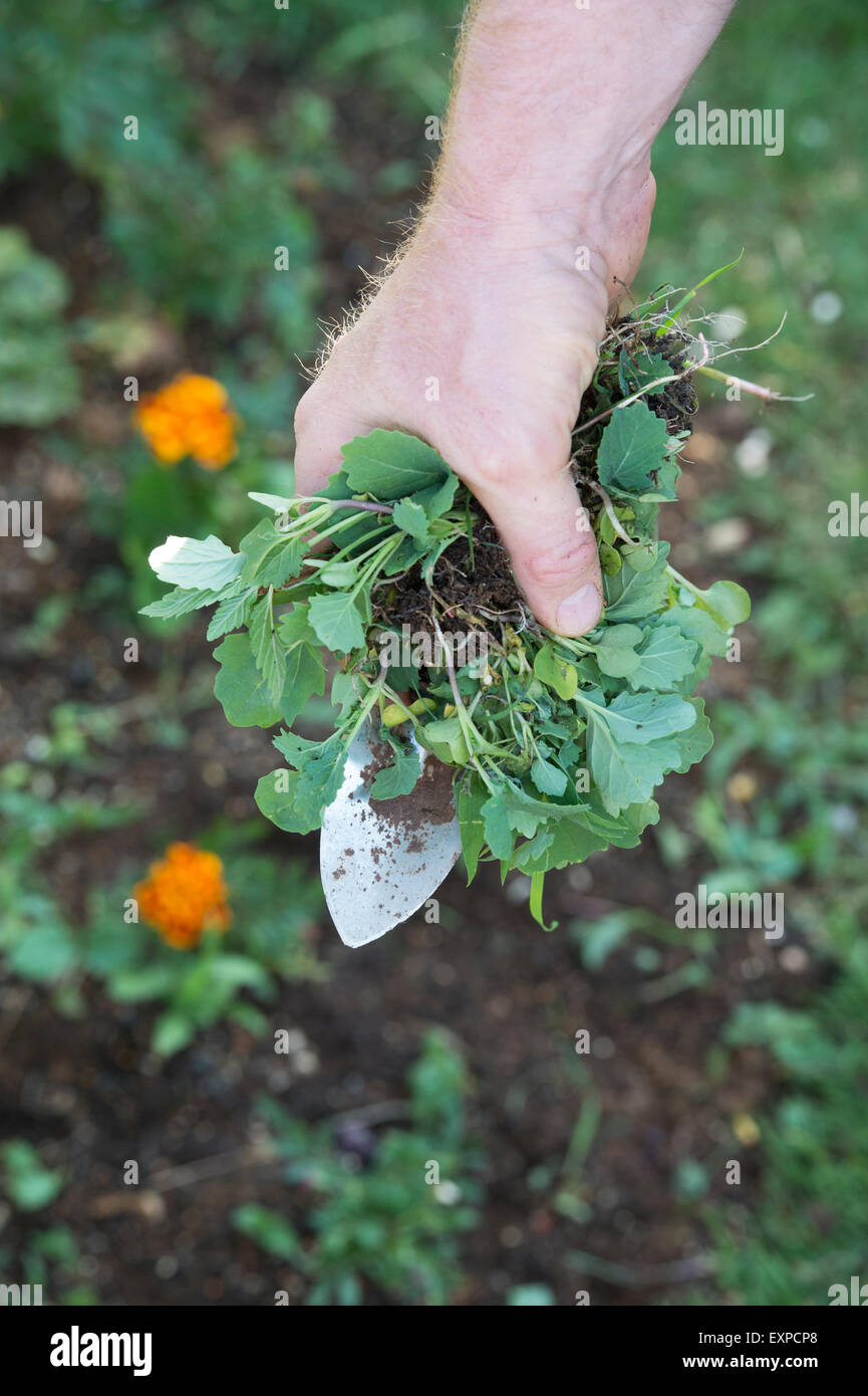 Hand weeding hi-res stock photography and images - Alamy