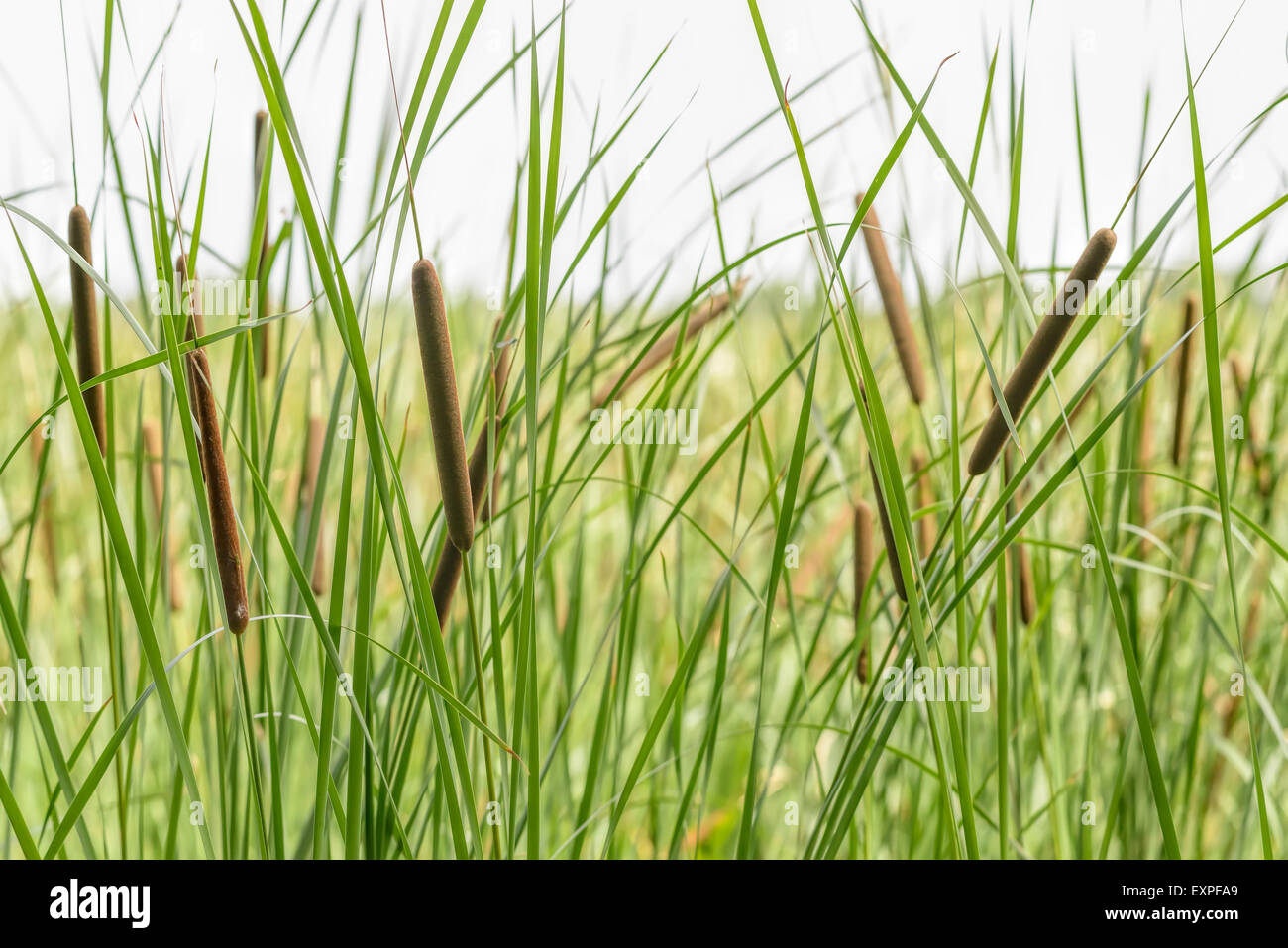 Tall typha latifolia grass in hi-res stock photography and images - Alamy