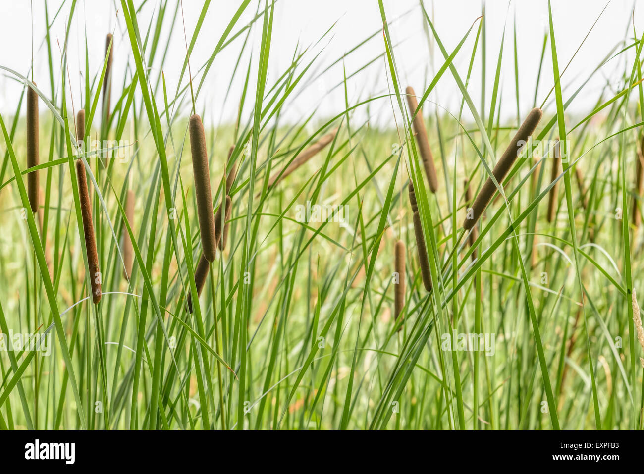 Typha Latifolia reeds in the Dnieper river in summer Stock Photo - Alamy