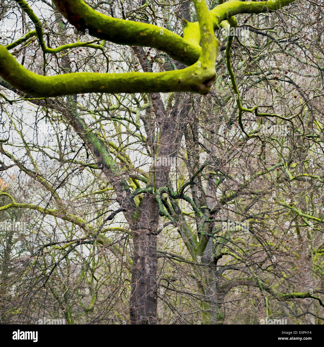 park in london spring sky and old dead tree Stock Photo - Alamy