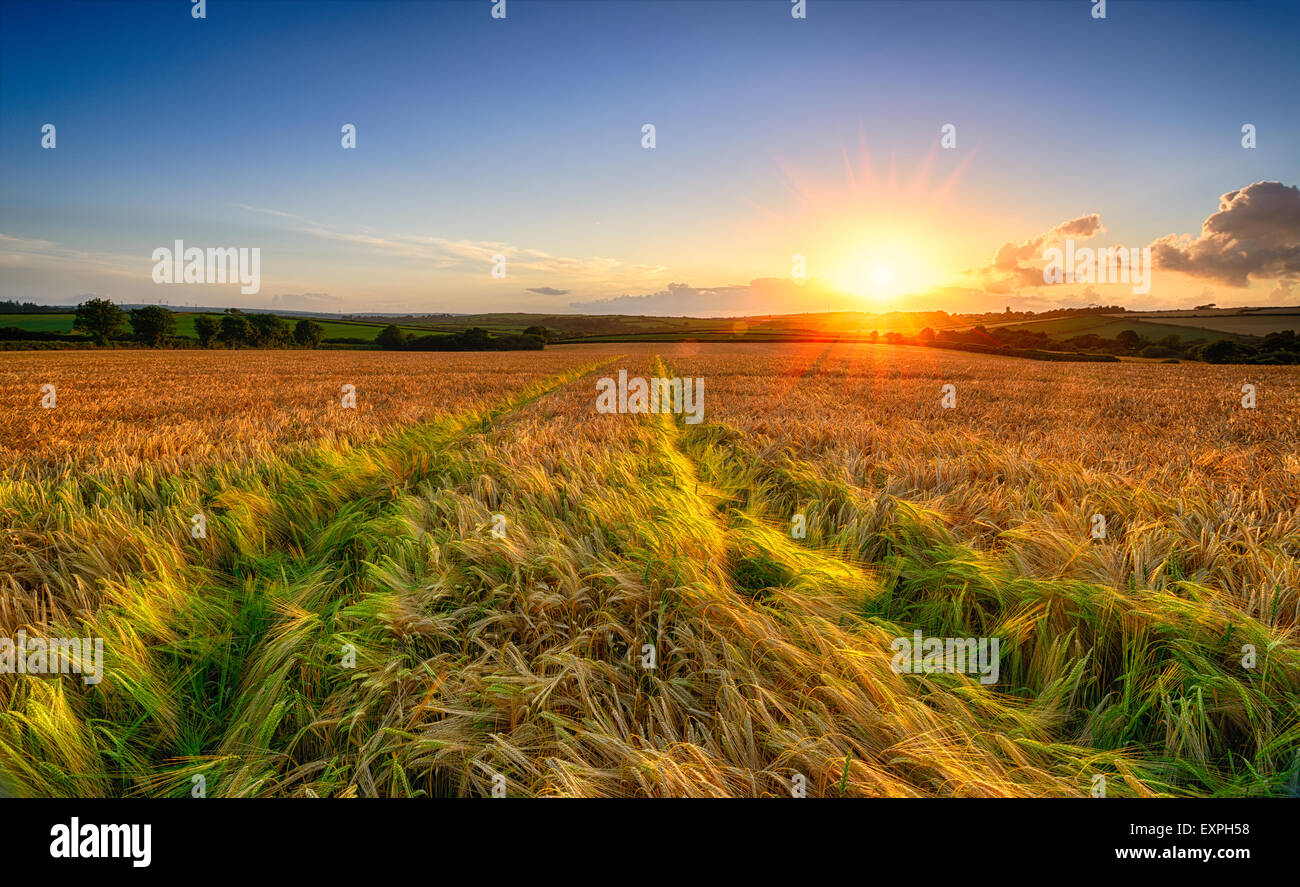 Golden field scenery hi-res stock photography and images - Alamy