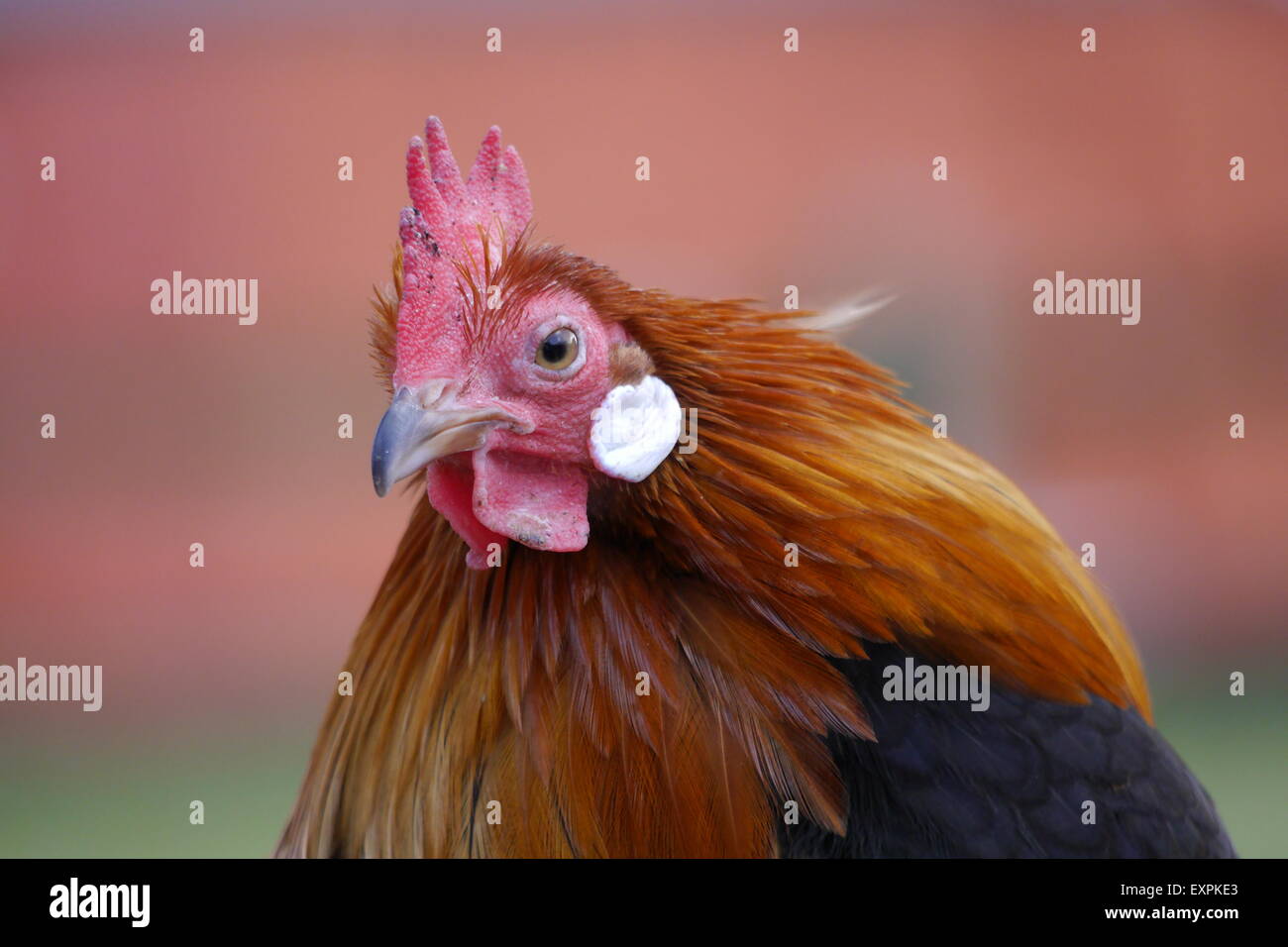Rooster on a farm Stock Photo - Alamy