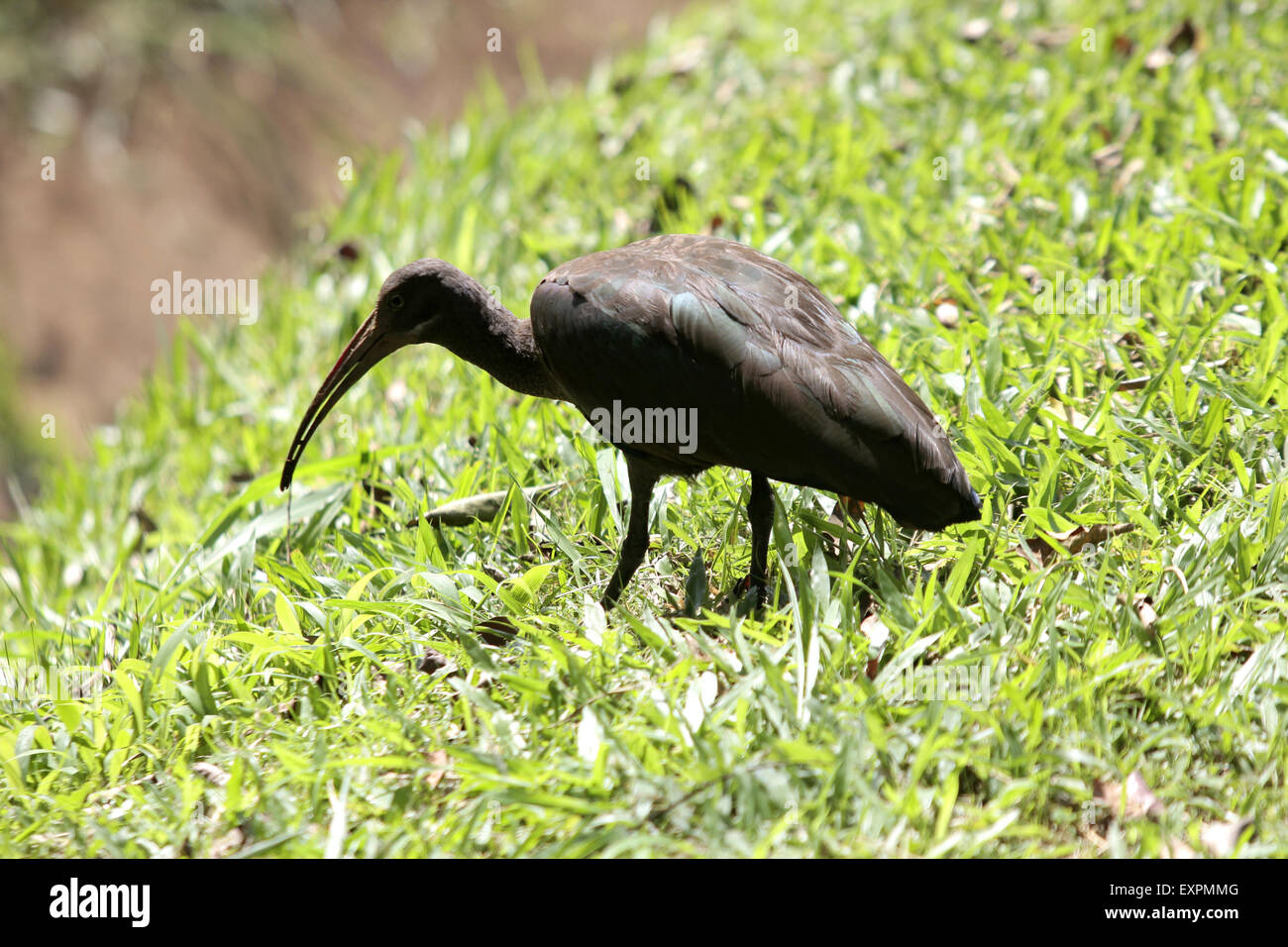 A hadada Ibis bird pictured foraging for food in Ugandan countryside ...