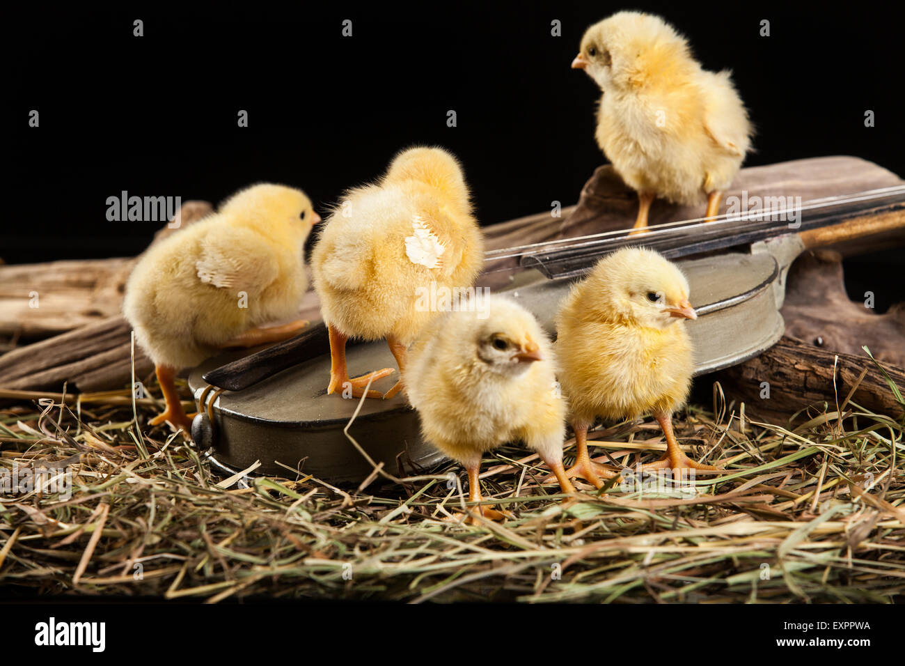 bird animals chicken poultry animal isolated pets birds livestock baby ...
