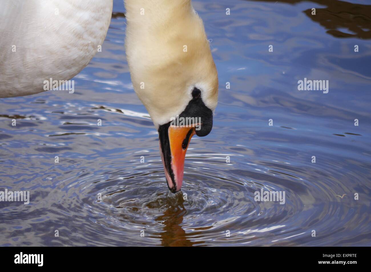 Swan drinking in Henley Stock Photo - Alamy