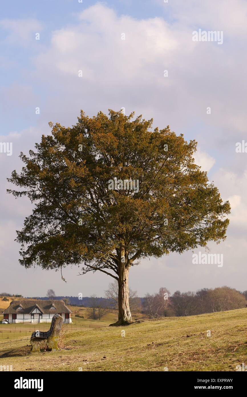 A shot of a tree in the New forest Stock Photo - Alamy