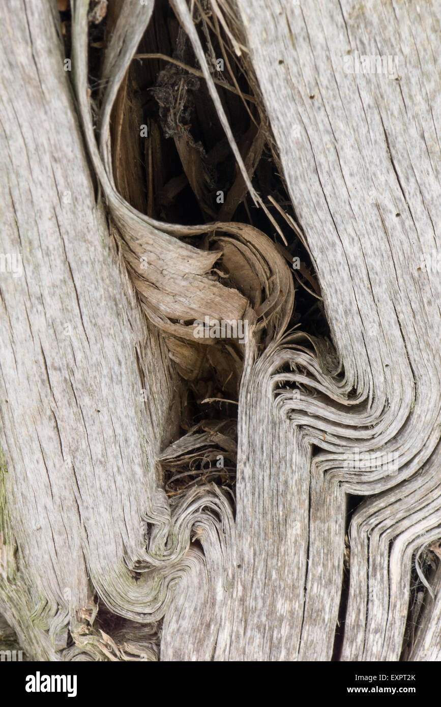 Folded paper bark hi-res stock photography and images - Alamy