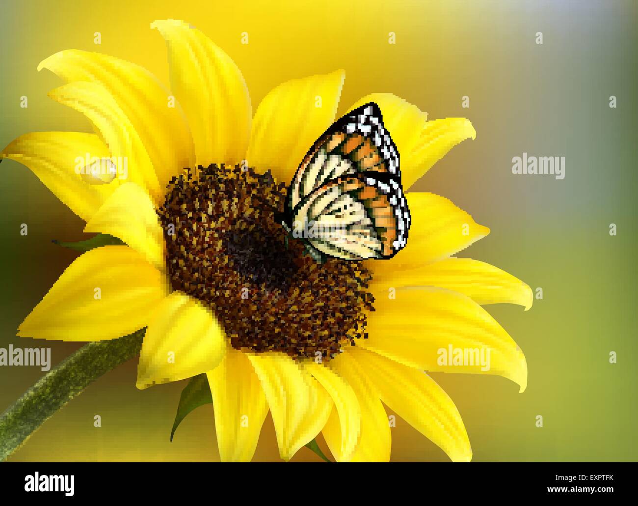 Yellow sunflower with a butterfly. Vector Stock Vector Image & Art - Alamy