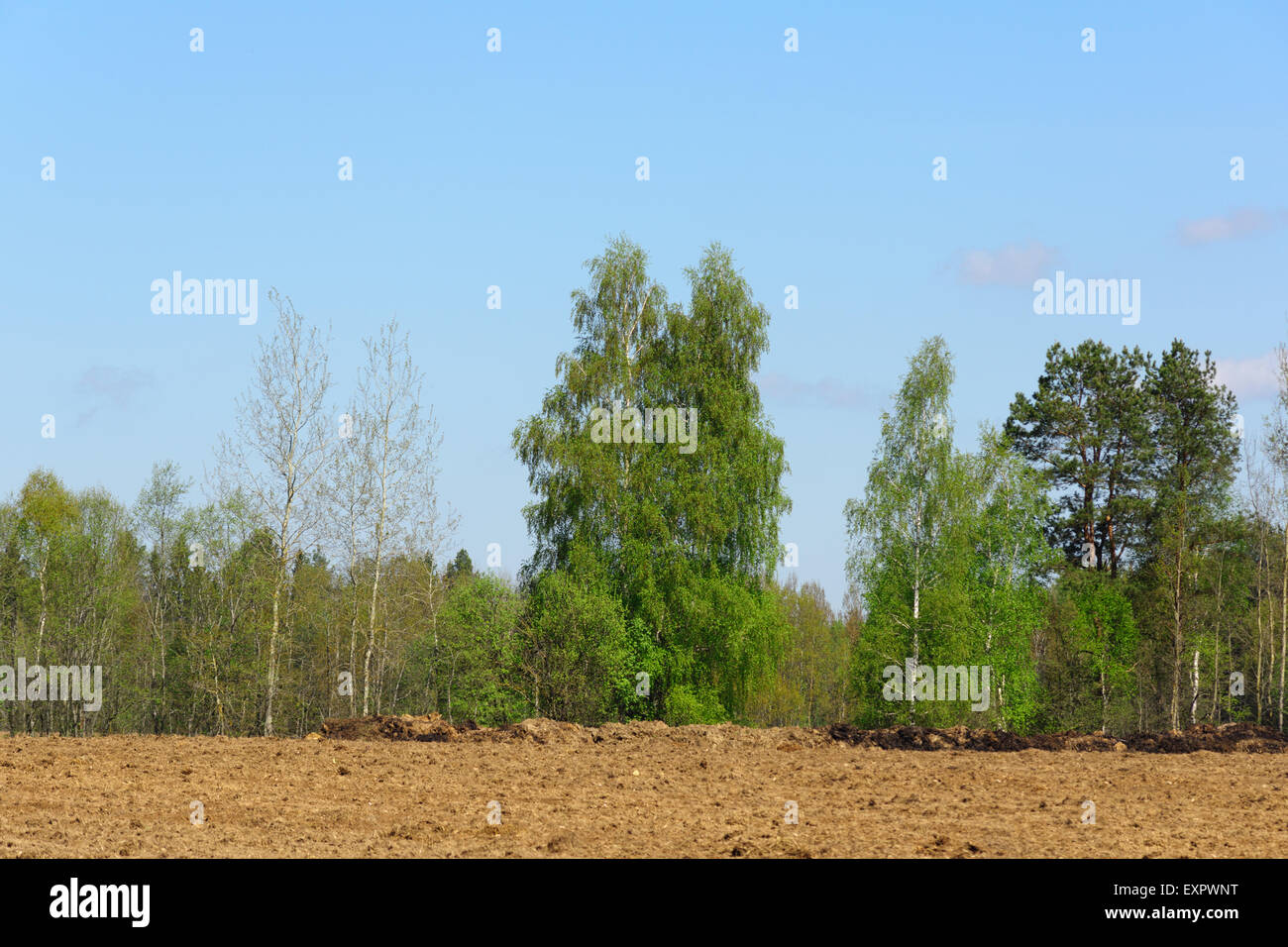 beautiful rural landscape with green vegetation and the bright sky ...