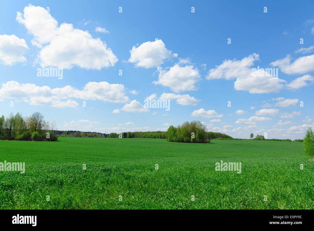 beautiful rural landscape with green vegetation and the bright sky ...