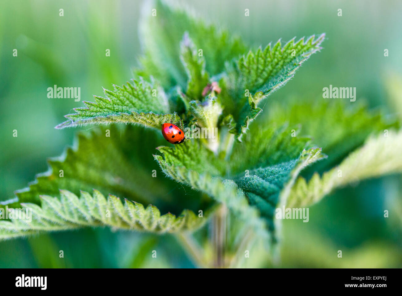 British ladybirds hi-res stock photography and images - Alamy