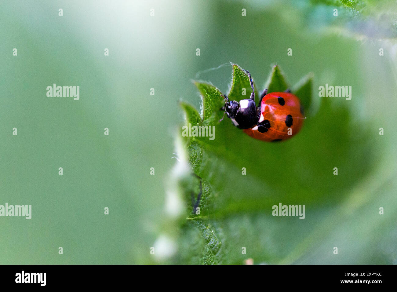 ladybird UK. Norfolk Broads Stock Photo - Alamy