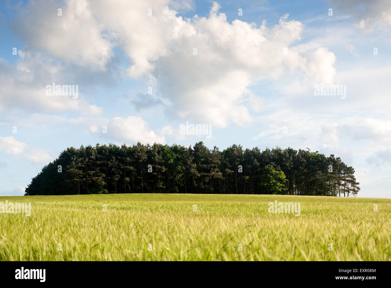 copse of trees. Norfolk UK Stock Photo - Alamy