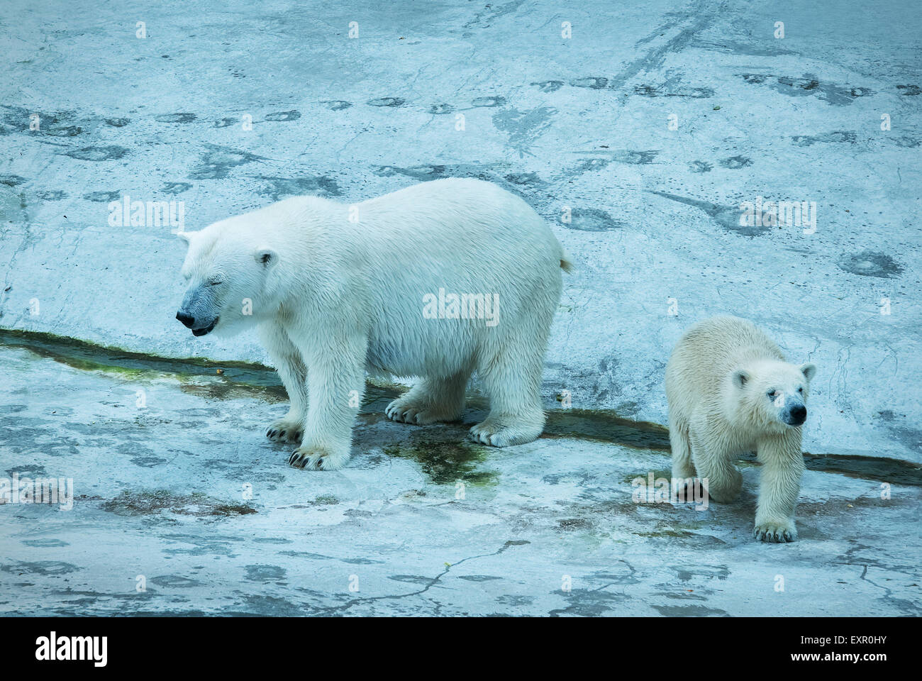 Raptor nose hi-res stock photography and images - Alamy