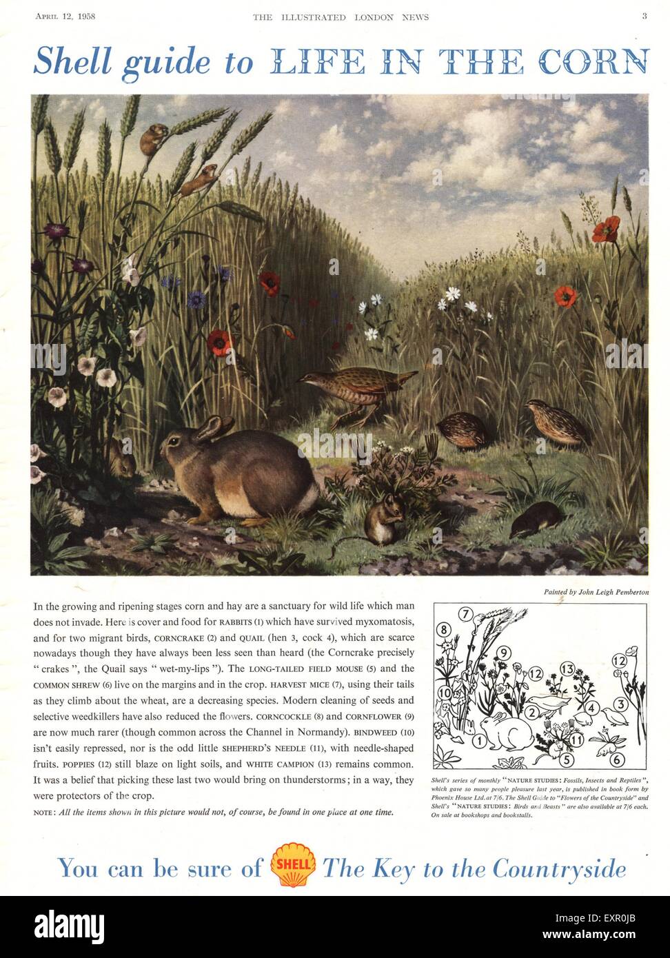 1950s UK Shell Magazine Advert Stock Photo - Alamy