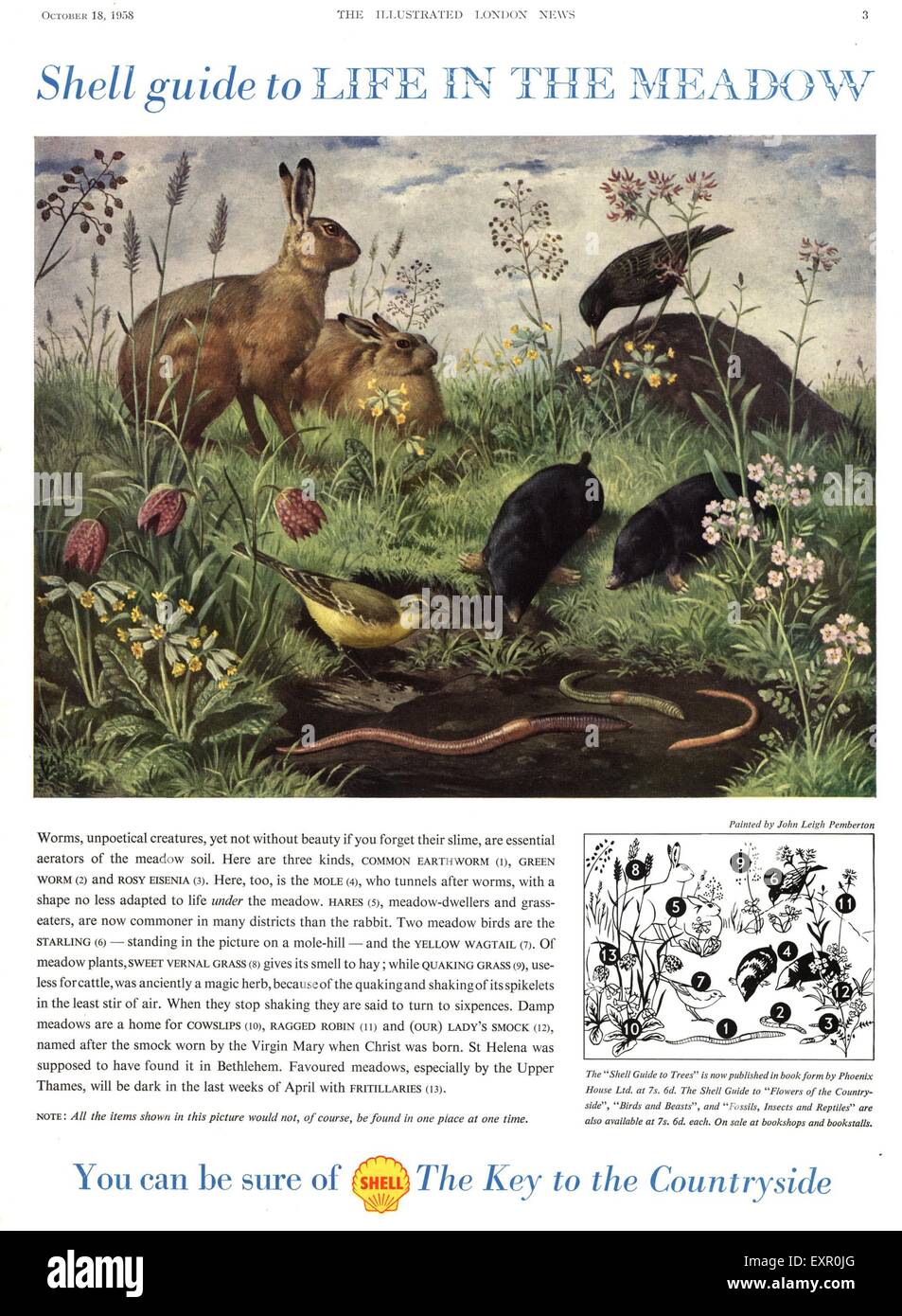 Shell advert and 1950's hi-res stock photography and images - Alamy