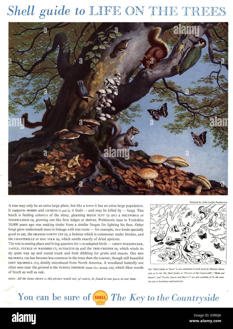 1950s UK Shell Magazine Advert Stock Photo - Alamy