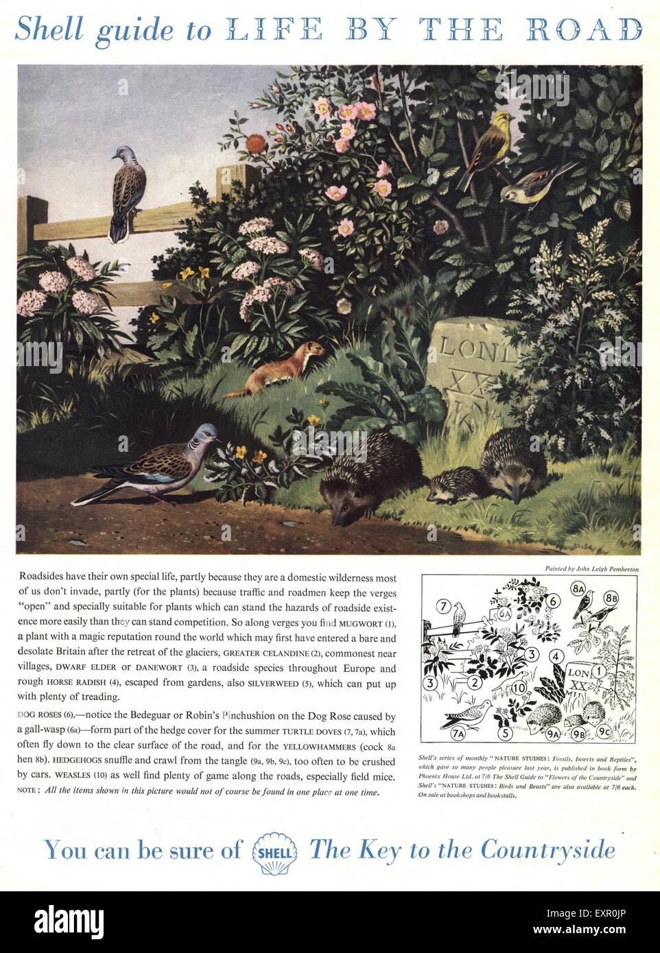 1950s UK Shell Magazine Advert Stock Photo - Alamy