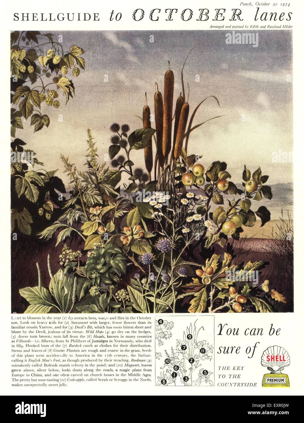 1950s UK Shell Magazine Advert Stock Photo - Alamy