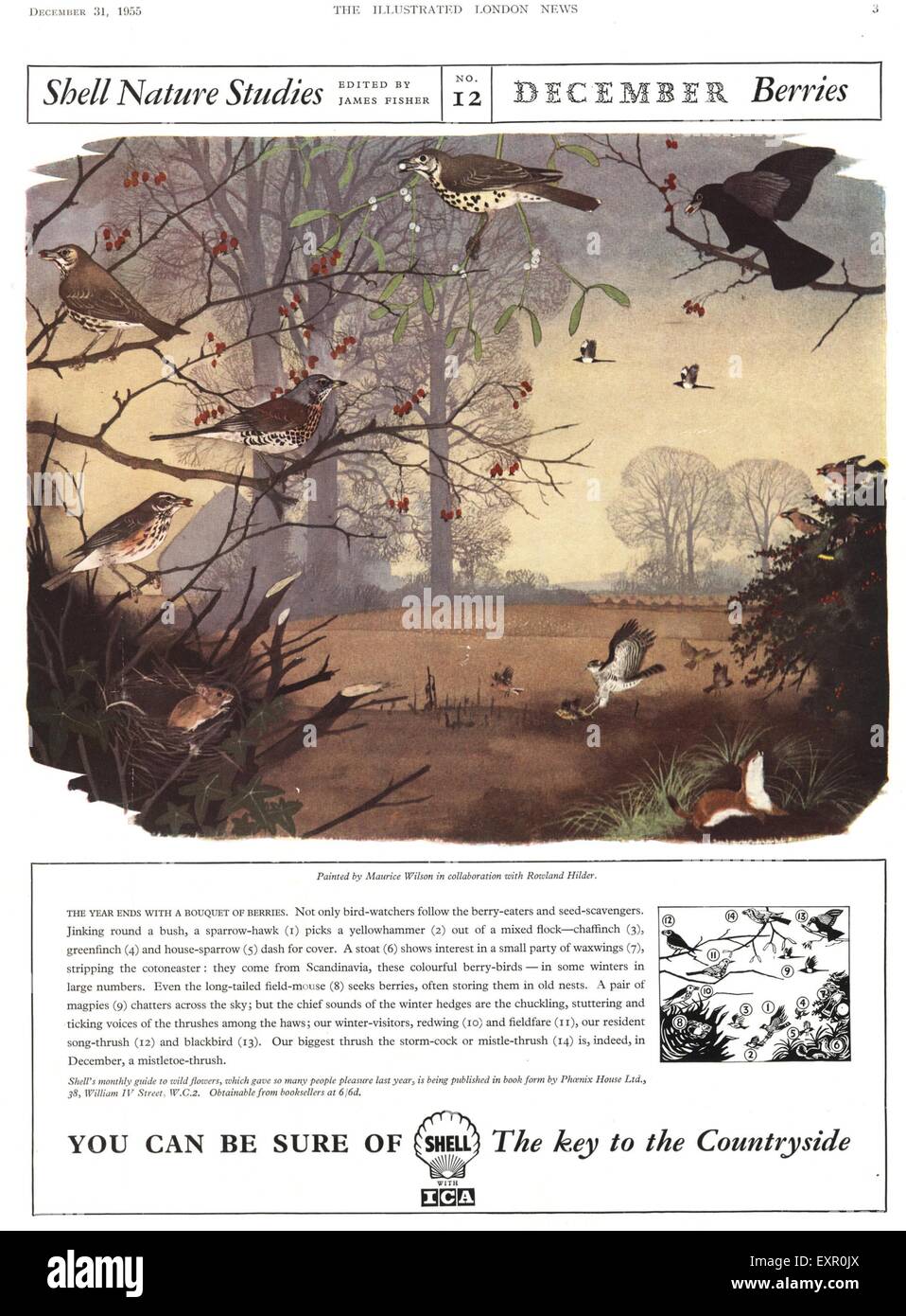 1950s UK Shell Magazine Advert Stock Photo - Alamy