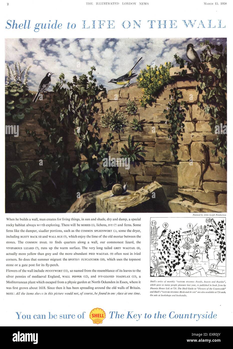 1950s UK Shell Magazine Advert Stock Photo - Alamy