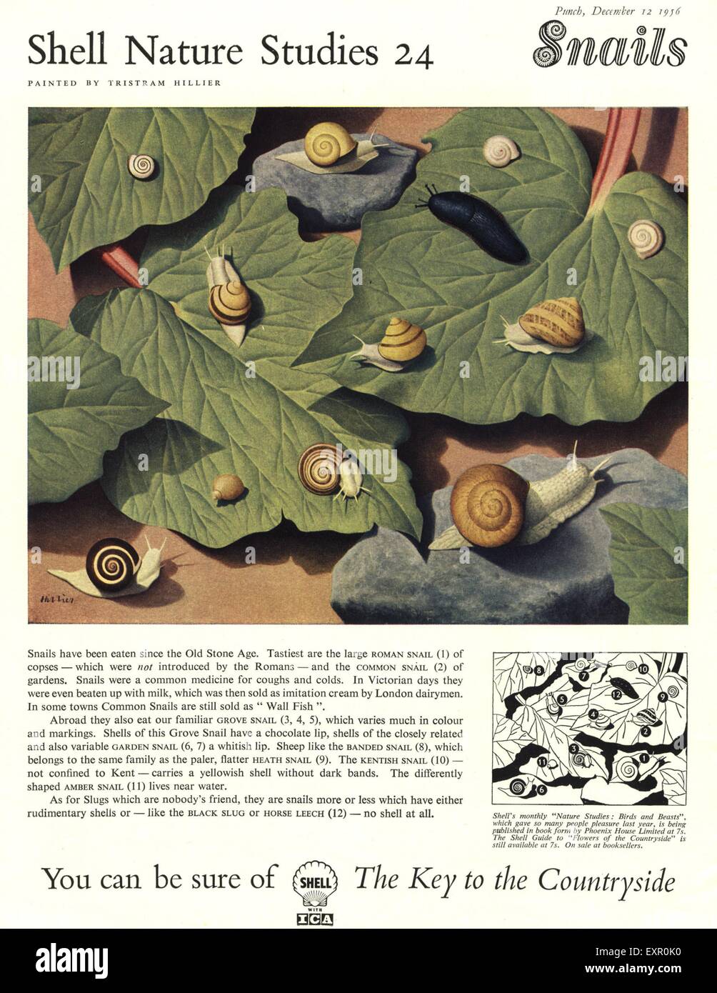 1950s UK Shell Magazine Advert Stock Photo - Alamy
