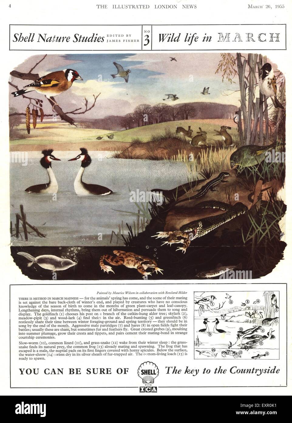 1950s UK Shell Magazine Advert Stock Photo - Alamy