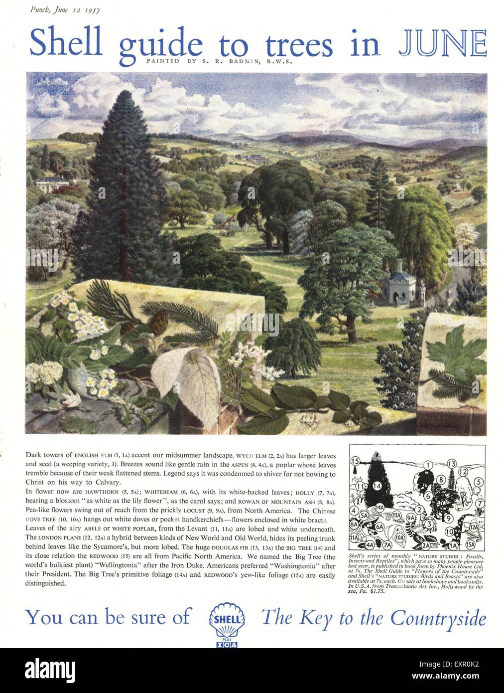 1950s UK Shell Magazine Advert Stock Photo - Alamy