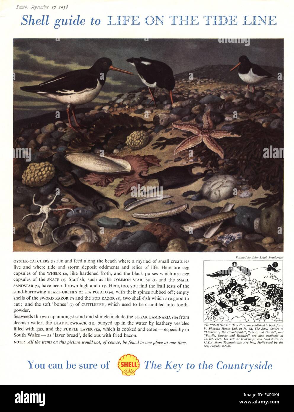 Shell advert and 1950's hi-res stock photography and images - Alamy