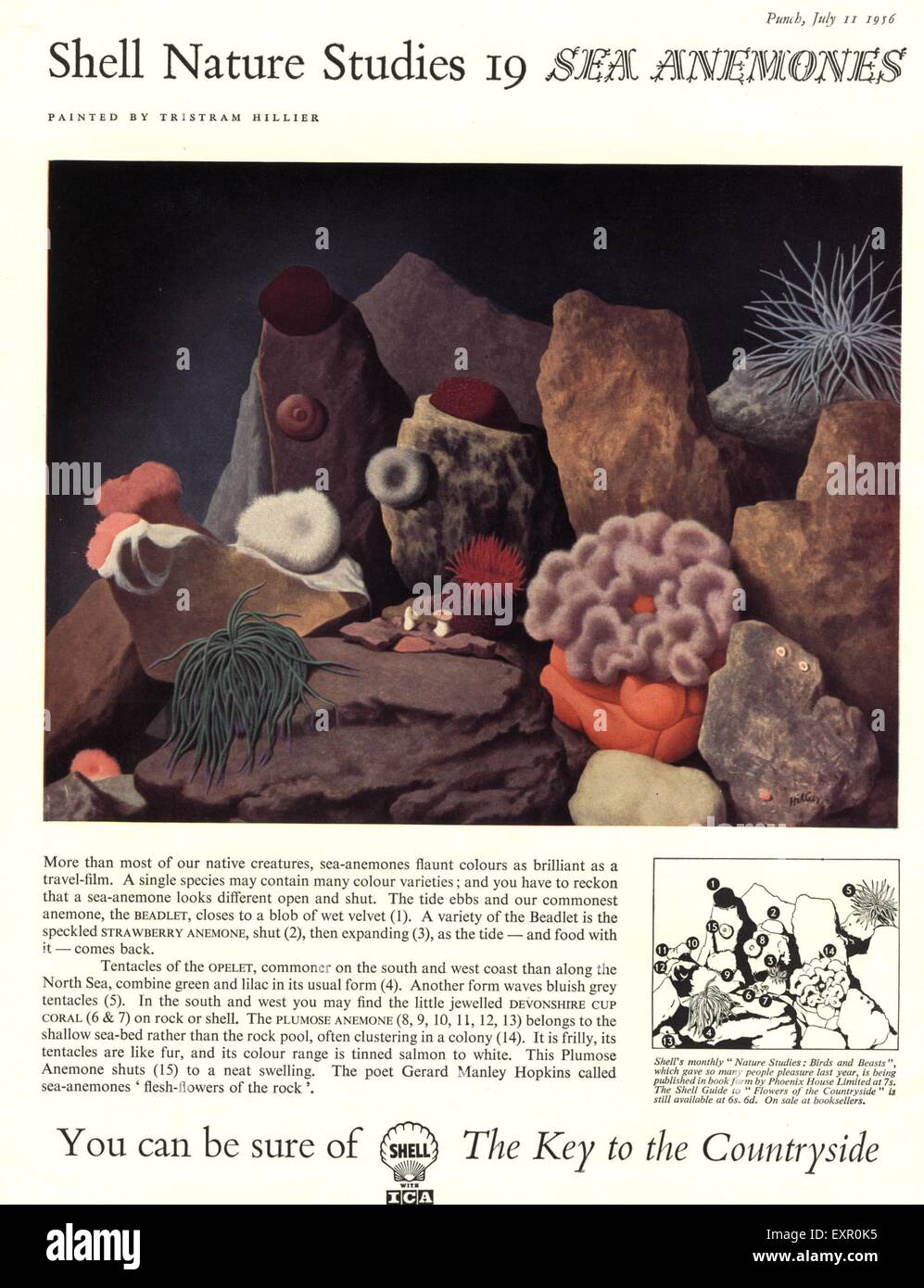 1950s UK Shell Magazine Advert Stock Photo - Alamy