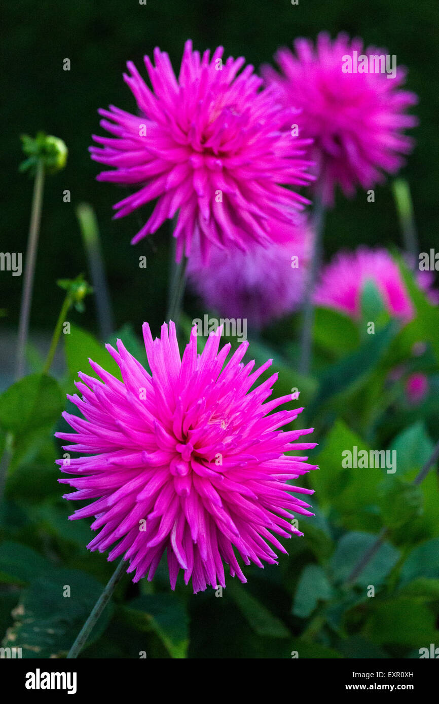 Dahlia varieties hi-res stock photography and images - Alamy
