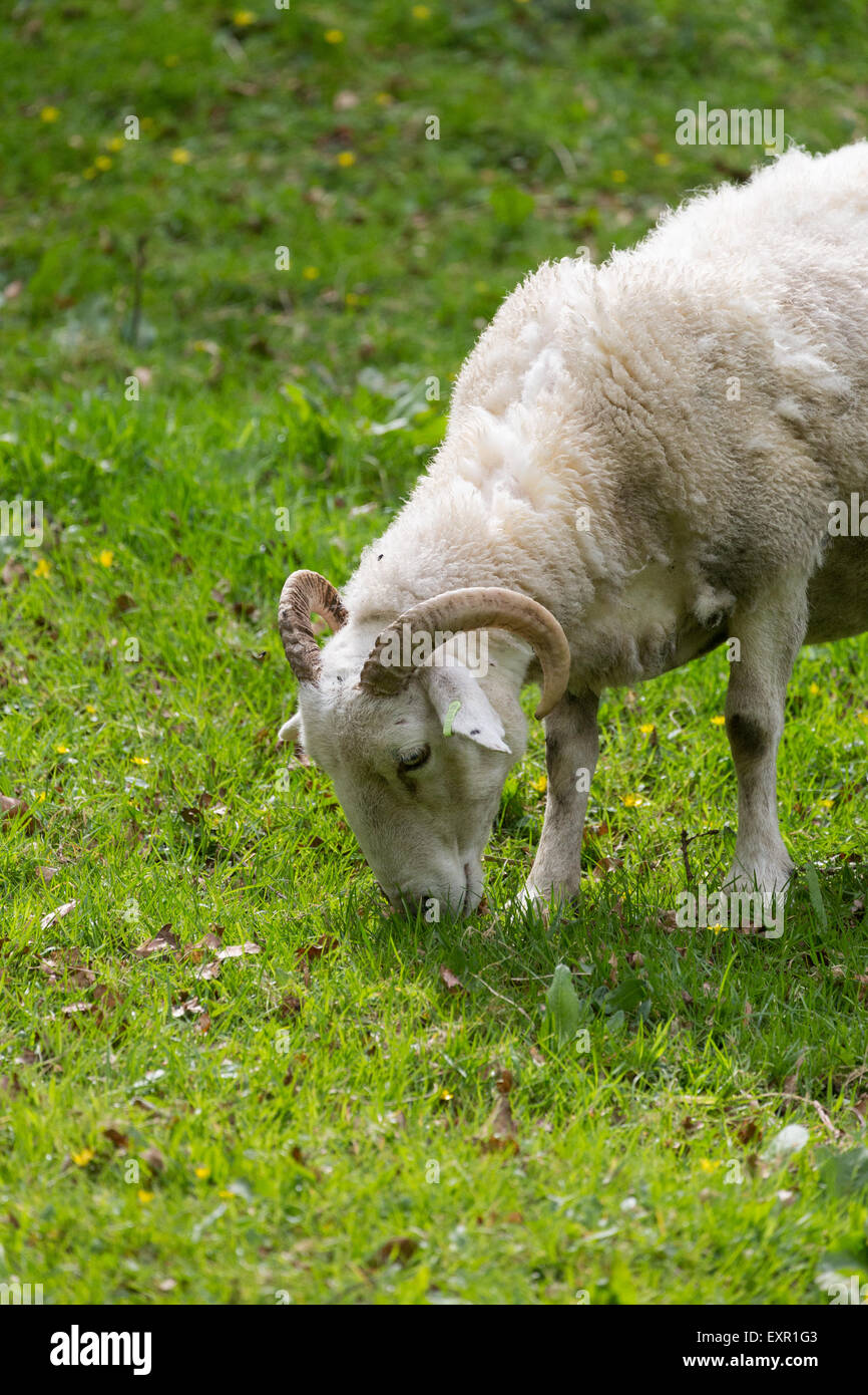 Wiltshire Horn sheep grazing England UK Stock Photo - Alamy