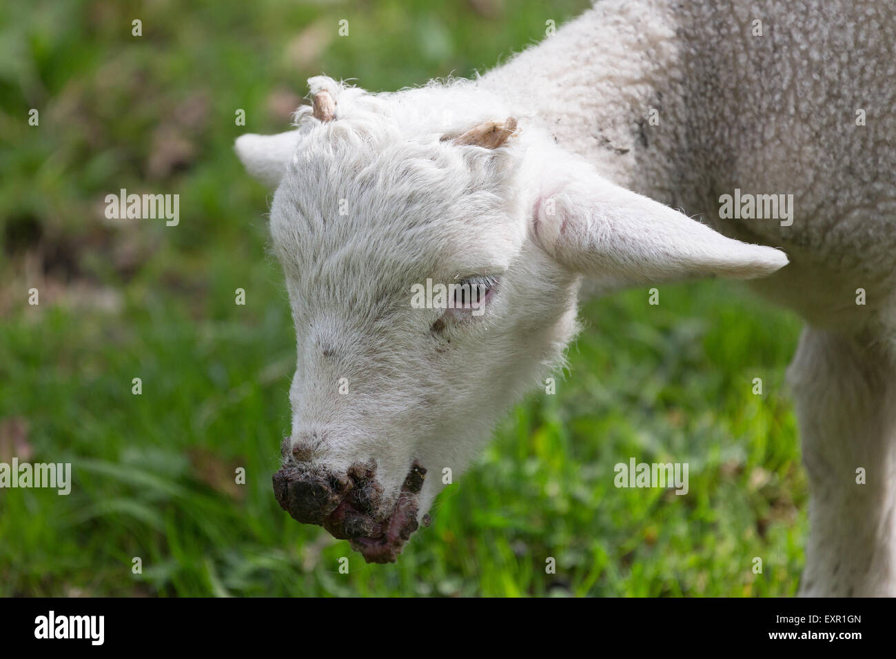 Horned sheep breeds hi-res stock photography and images - Alamy