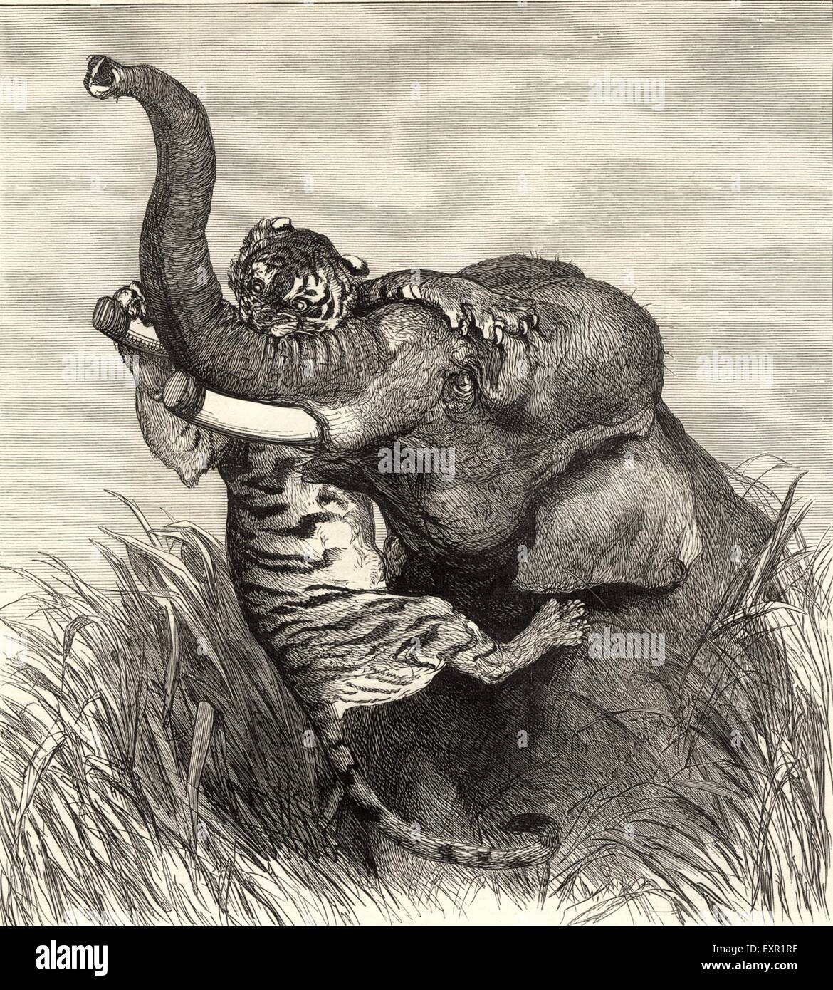 Tiger Vs Elephant Who Will Win