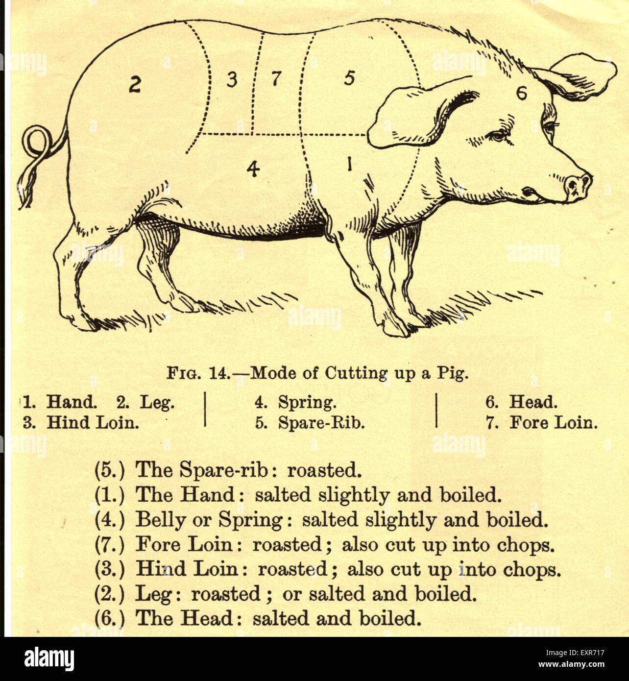 1890s UK Pigs Cuts Of Meat Magazine Advert Stock Photo - Alamy