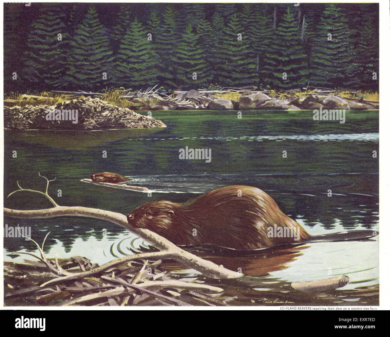 1950s USA Beavers Magazine Advert (detail Stock Photo - Alamy