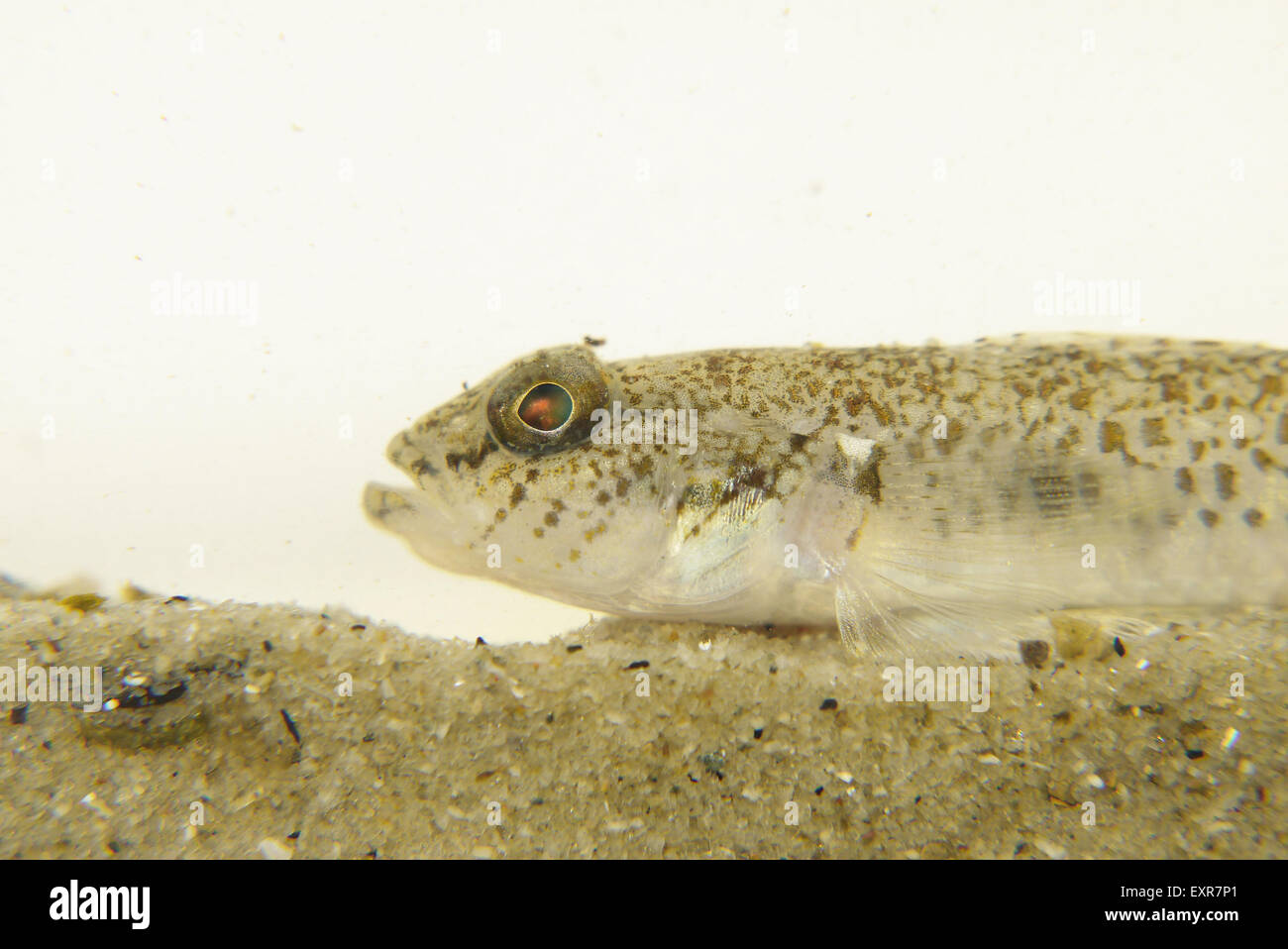 Portrait of a Sand Goby Fish Stock Photo - Alamy