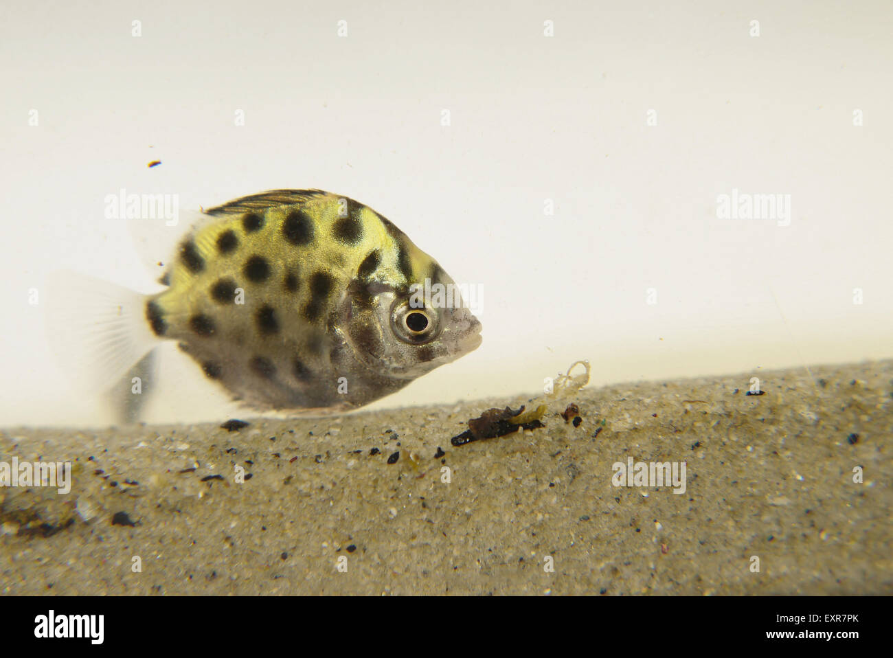 Portrait of a Spotted Gold Sea Fish Stock Photo - Alamy