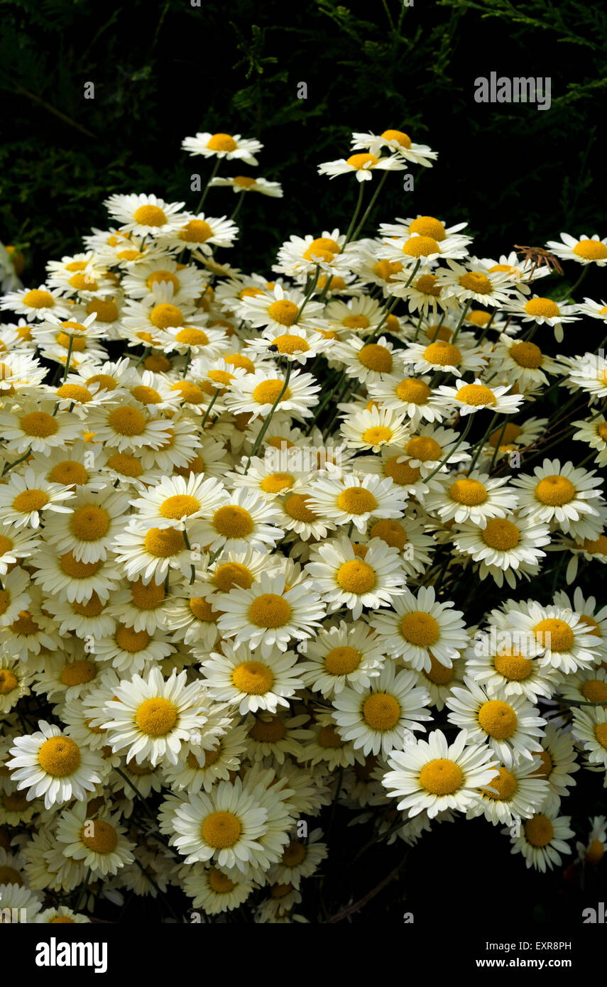 Anthemis Tinctoria in full flower, perennial variety wargraves also ...