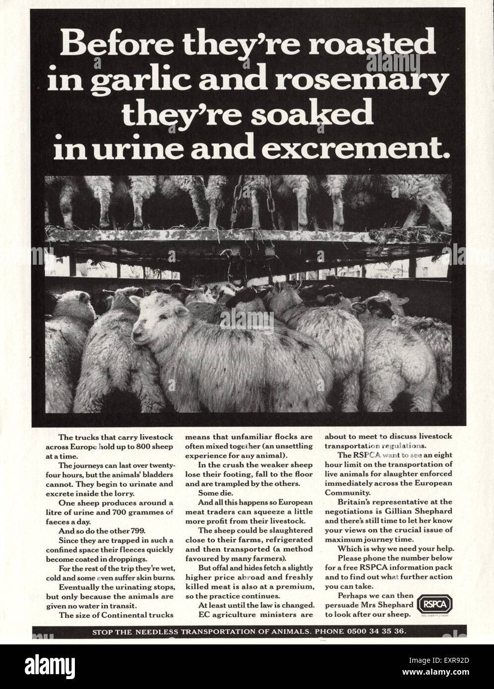 1980s UK RSPCA Magazine Advert Stock Photo - Alamy