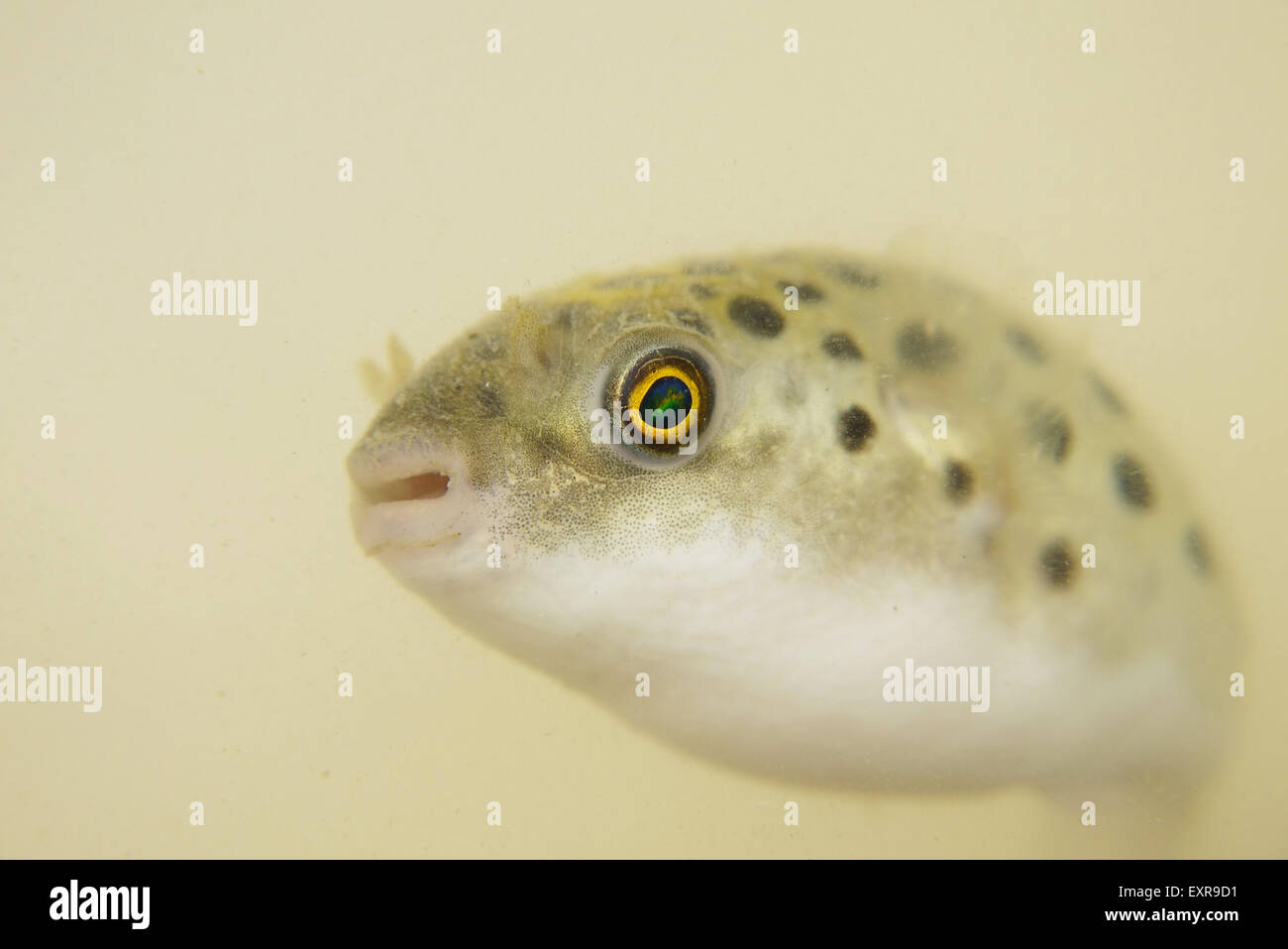 Aquarium puffer fish hi-res stock photography and images - Alamy