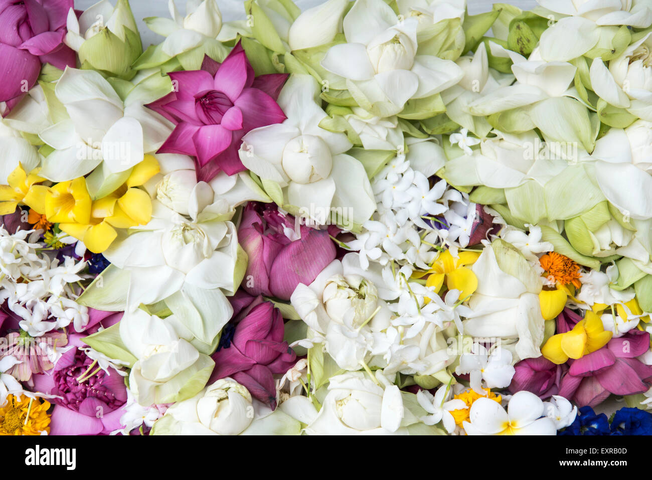 Flower Offerings at Buddhist Mahiyangana Raja Maha Vihara Temple, Sri ...