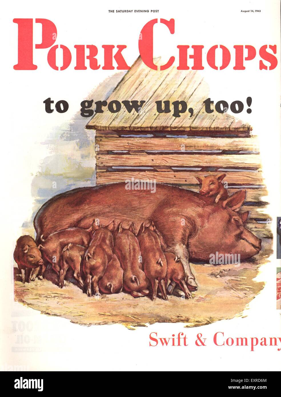 1950s USA Pigs Pork Chops Swift Magazine Advert Stock Photo - Alamy