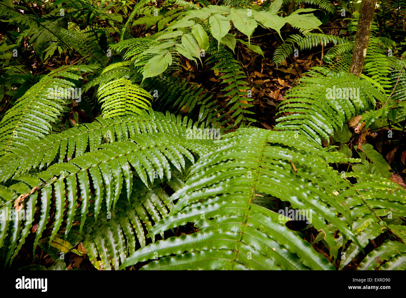Ferns inside the rainforest of Cerro Hoya national park, Veraguas ...