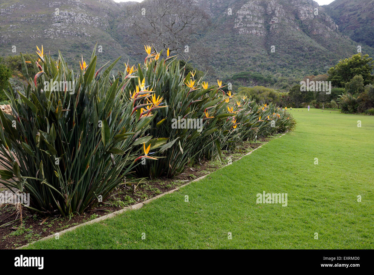Crane flowers hi-res stock photography and images - Alamy