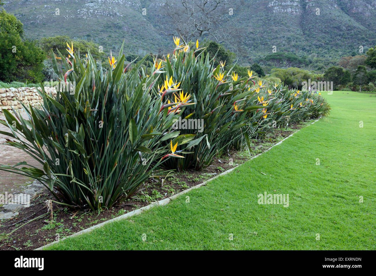 Crane Flowers High Resolution Stock Photography and Images - Alamy
