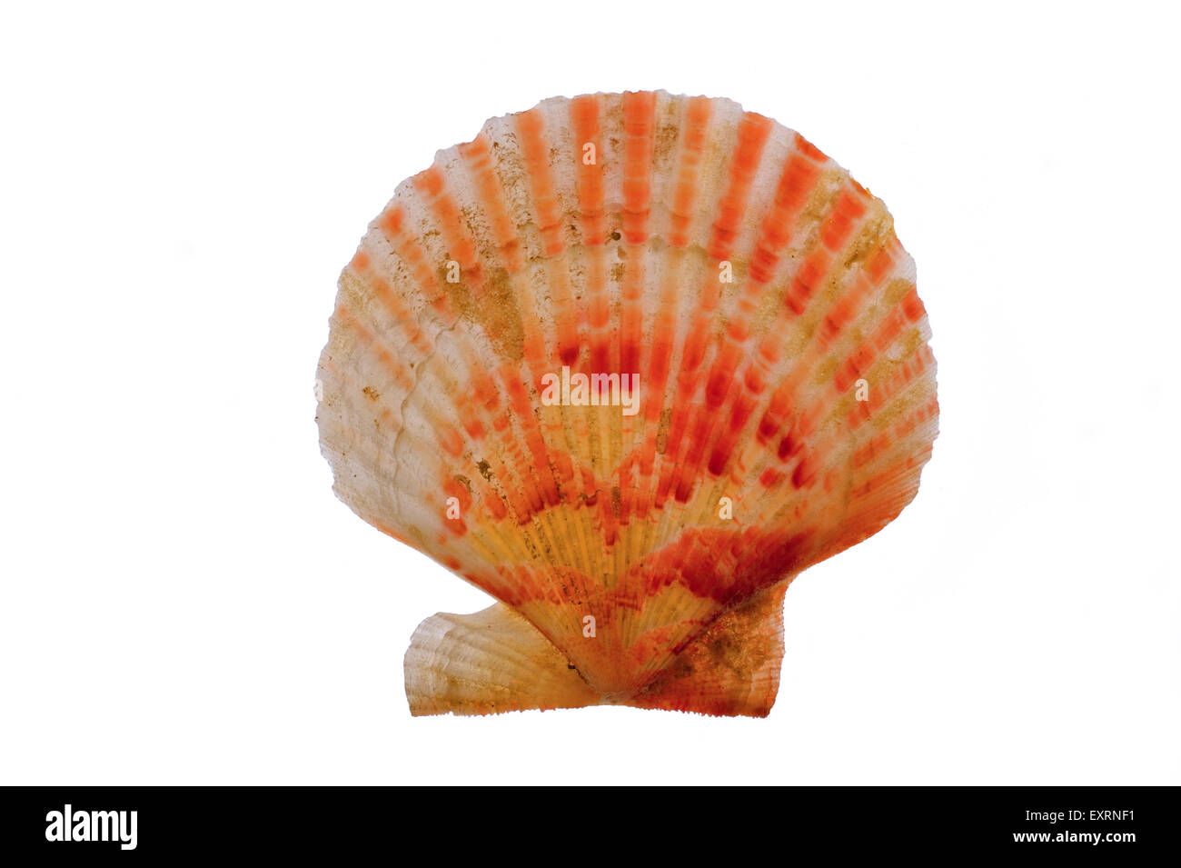 Queen scallop hi-res stock photography and images - Alamy