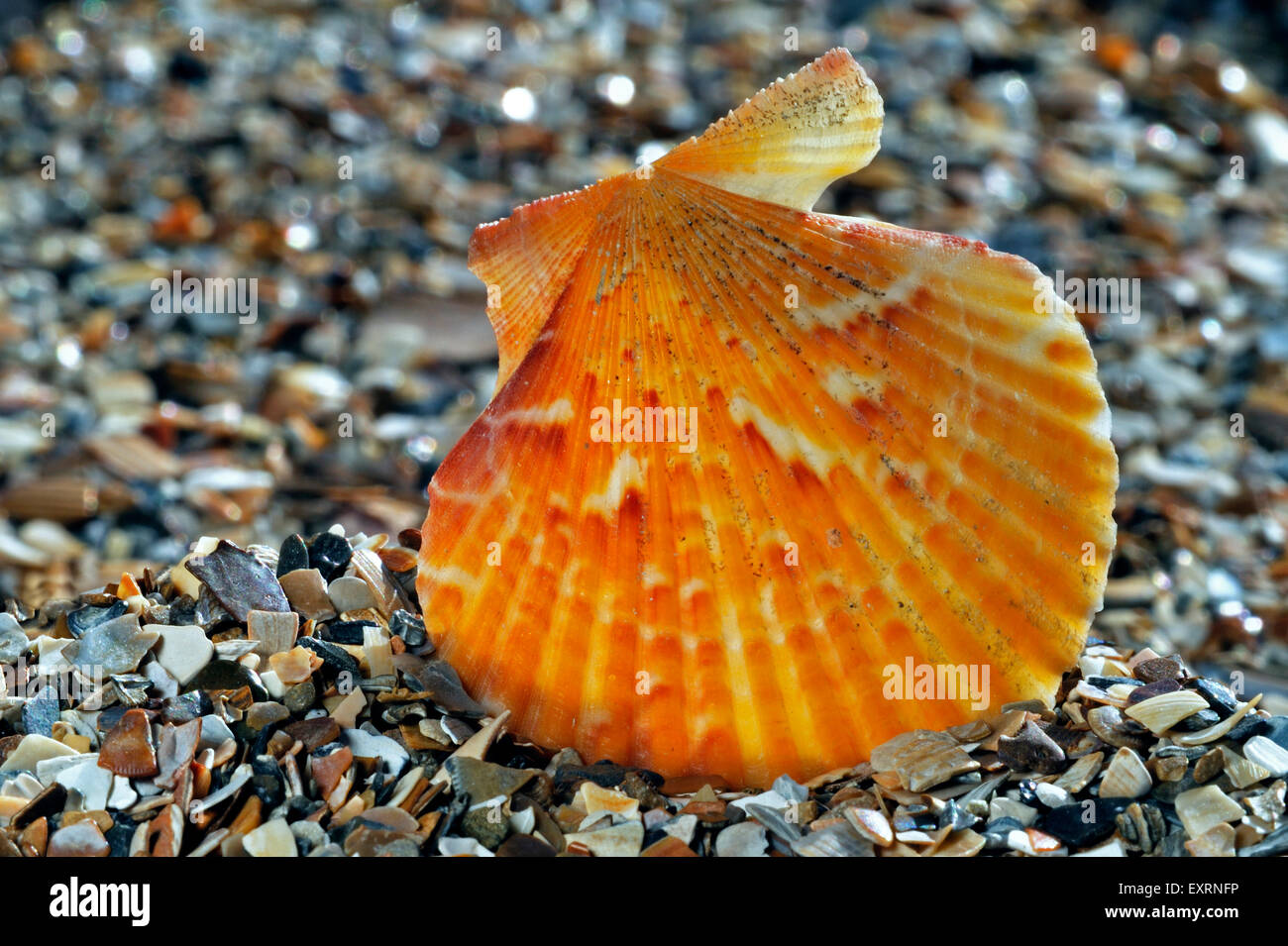Queen scallop hi-res stock photography and images - Alamy