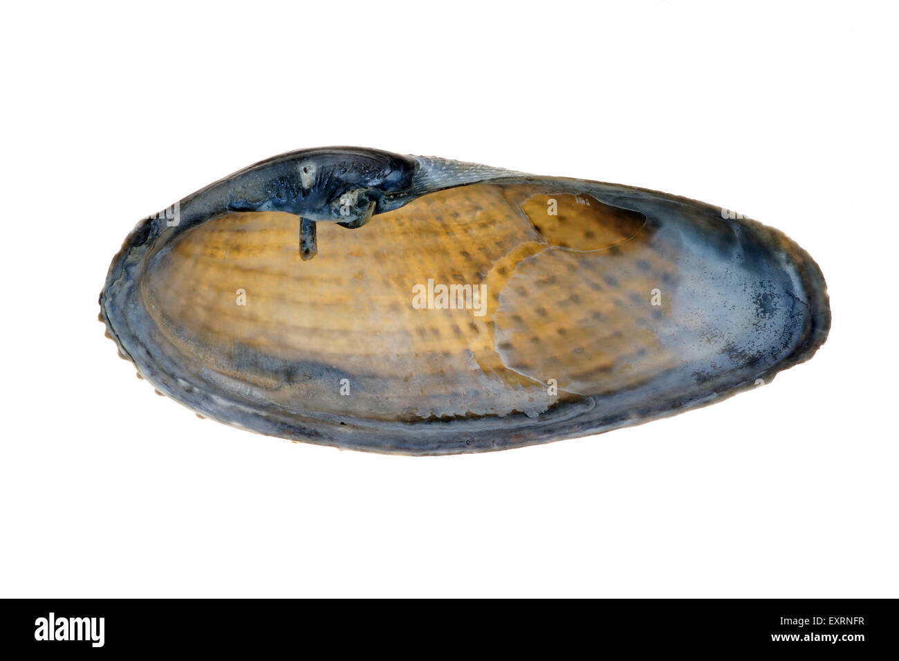 White piddock (Barnea candida) on white background Stock Photo - Alamy