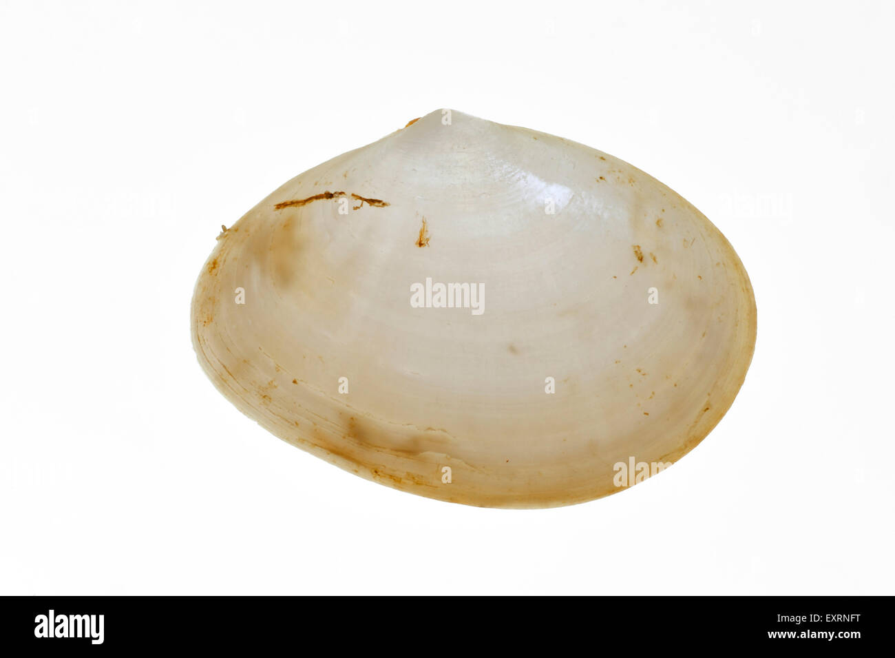 Furrow shell hi-res stock photography and images - Alamy
